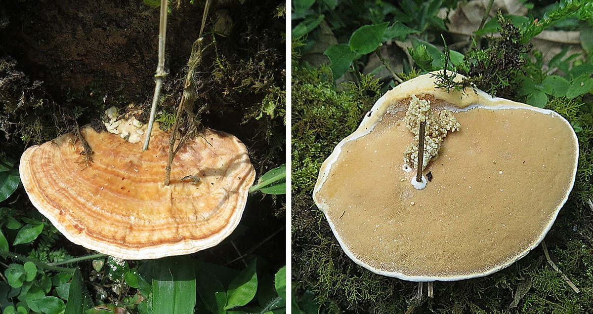 Trametes cubensis | Natural Atlas