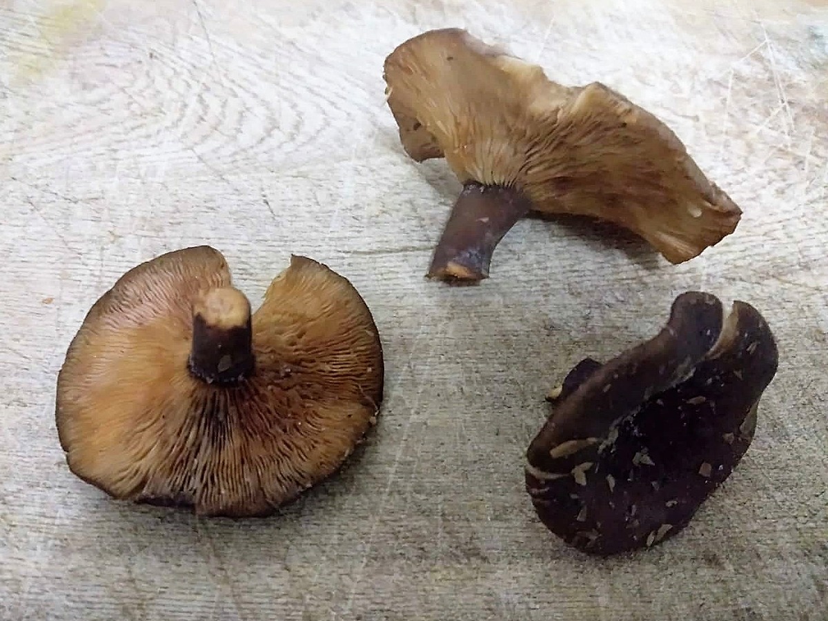 Lactarius | Natural Atlas