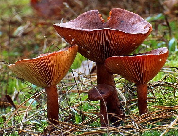 Russulales | Natural Atlas