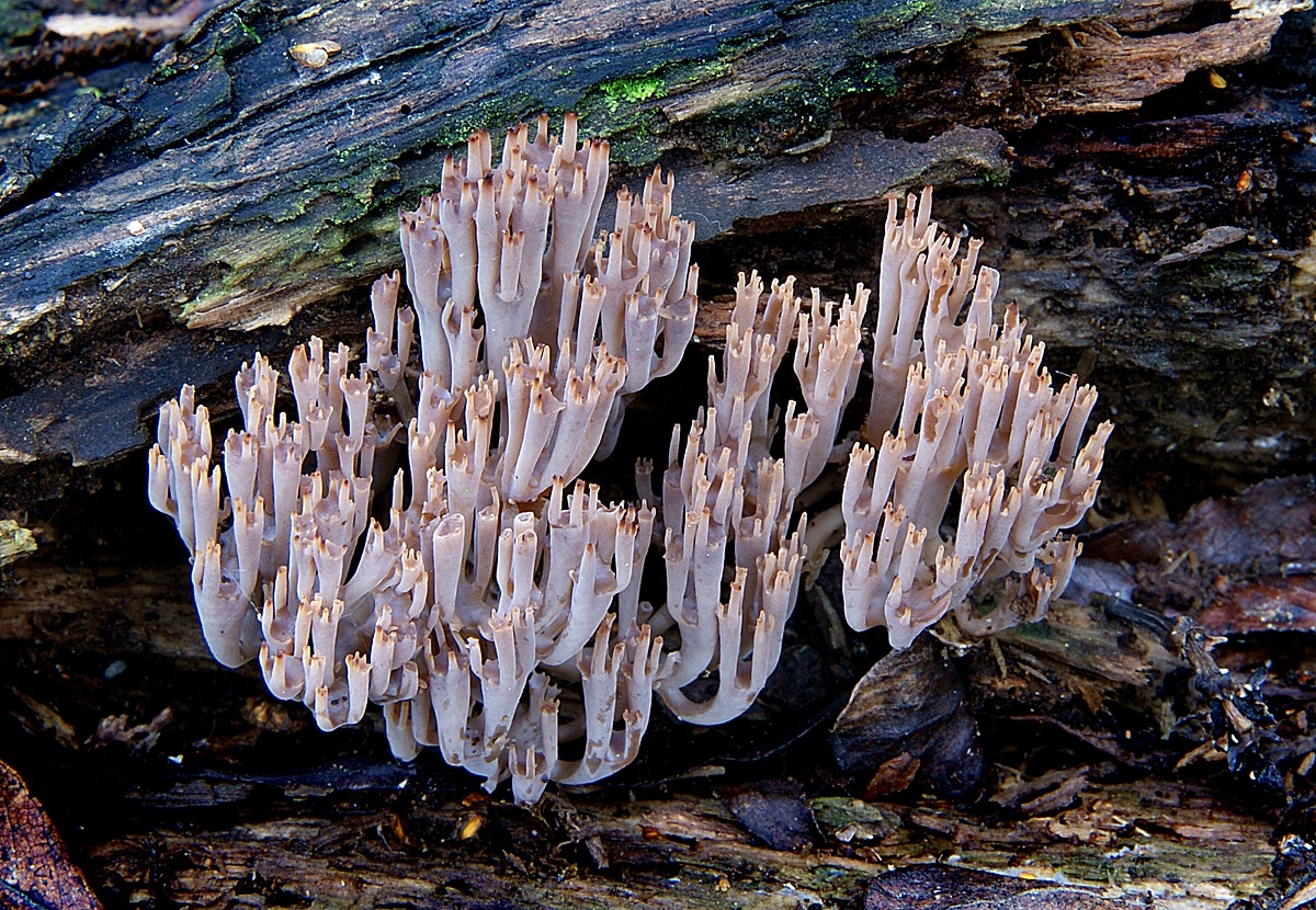 Russulales | Natural Atlas