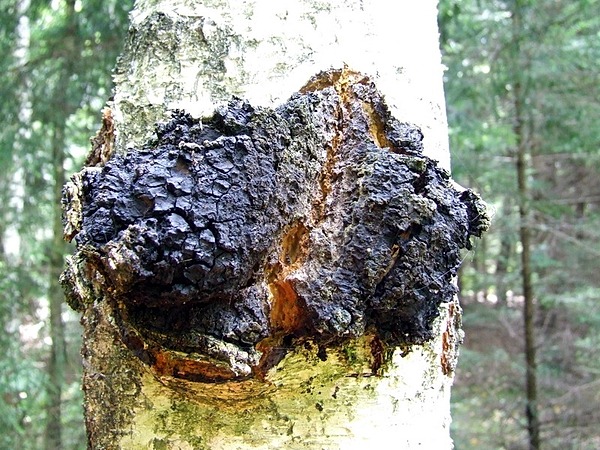 Clinker Polypore | Natural Atlas