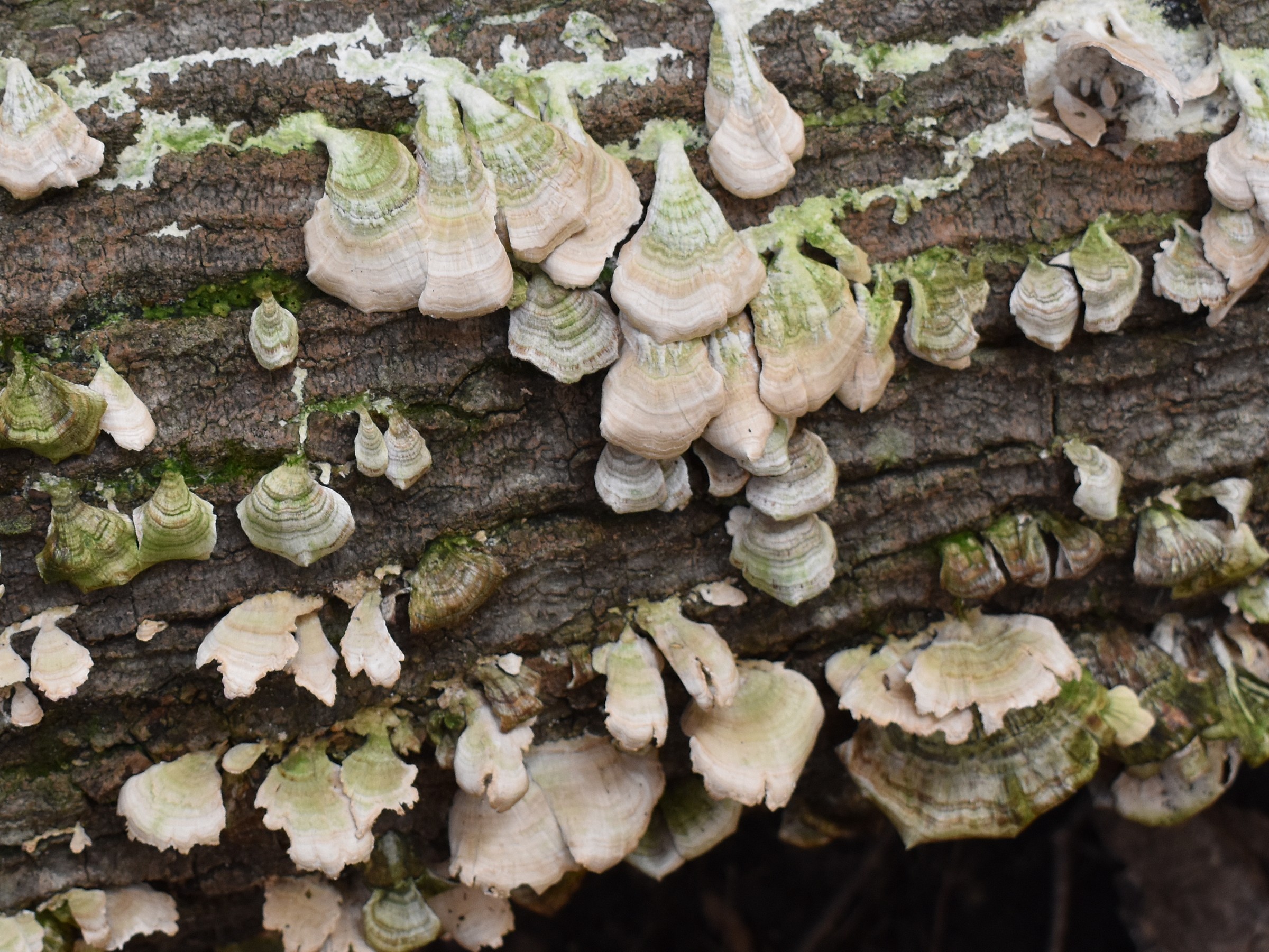 Violet-Toothed Polypore | Natural Atlas