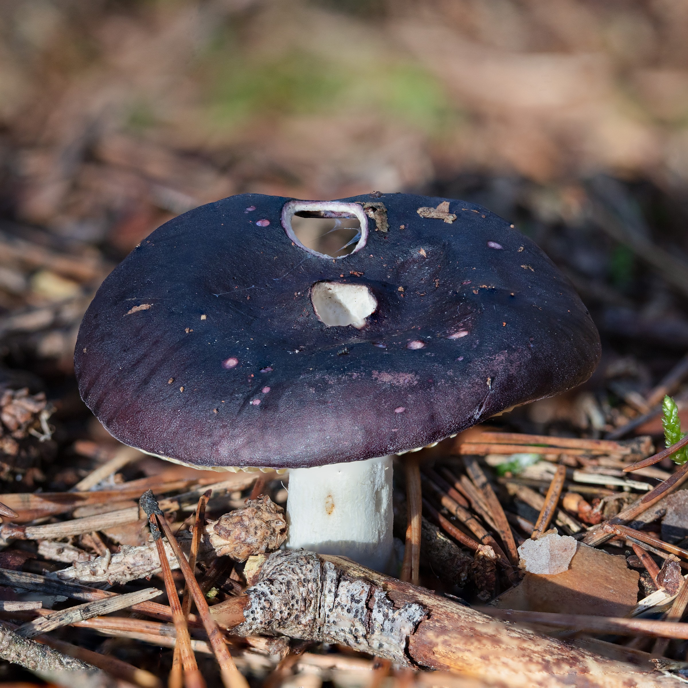 Russulas | Natural Atlas