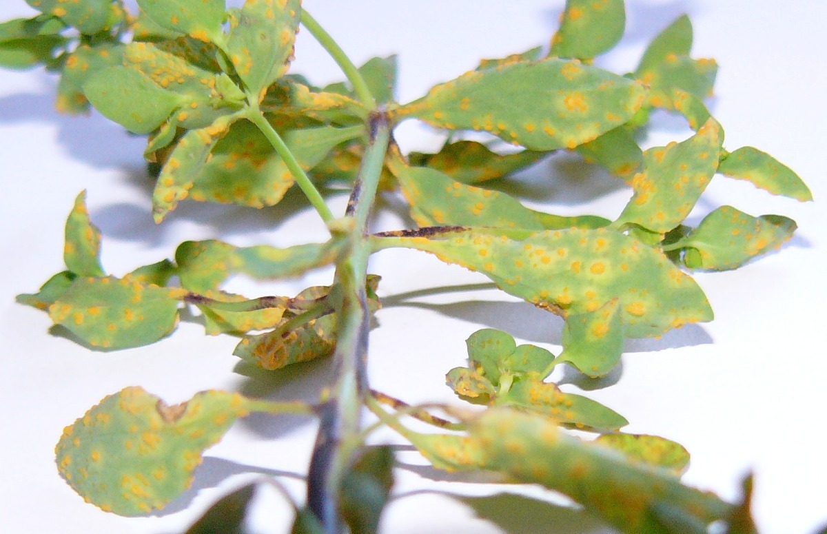 Uromyces Pisi Sativi Natural Atlas