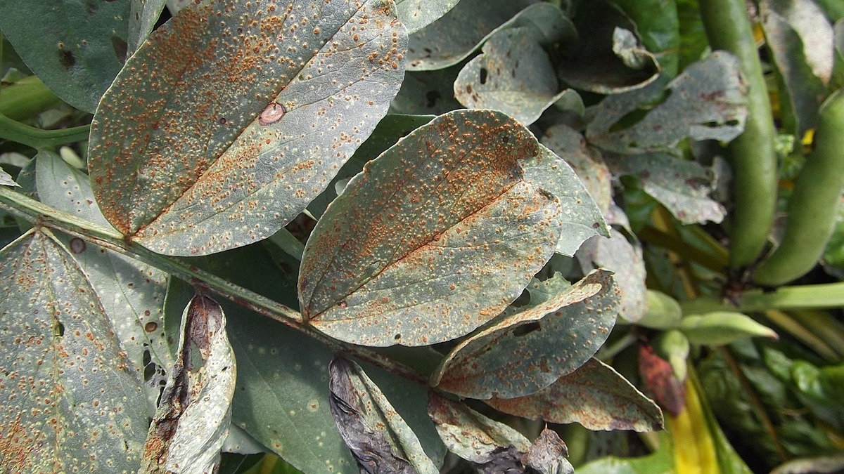 Uromyces Viciae-Fabae Var. Viciae-Fabae | Natural Atlas