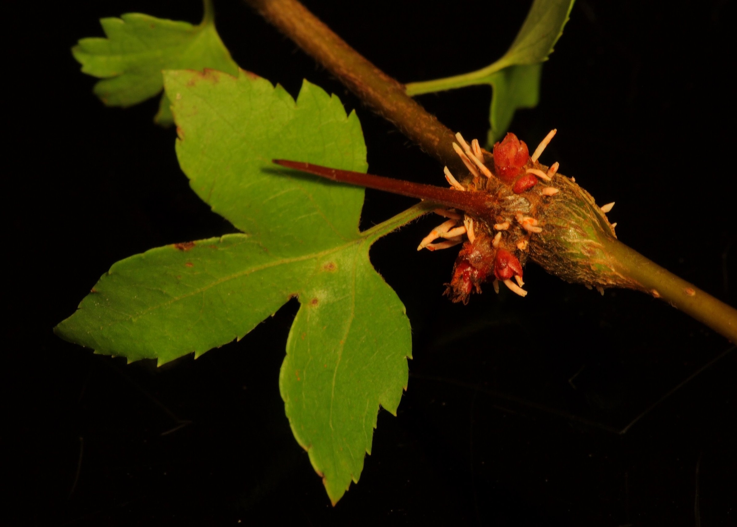 Gymnosporangium clavipes | Natural Atlas