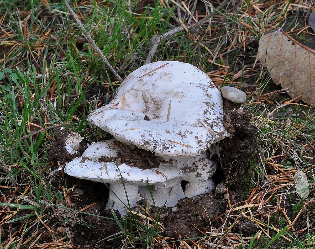 Russula brevipes | Natural Atlas