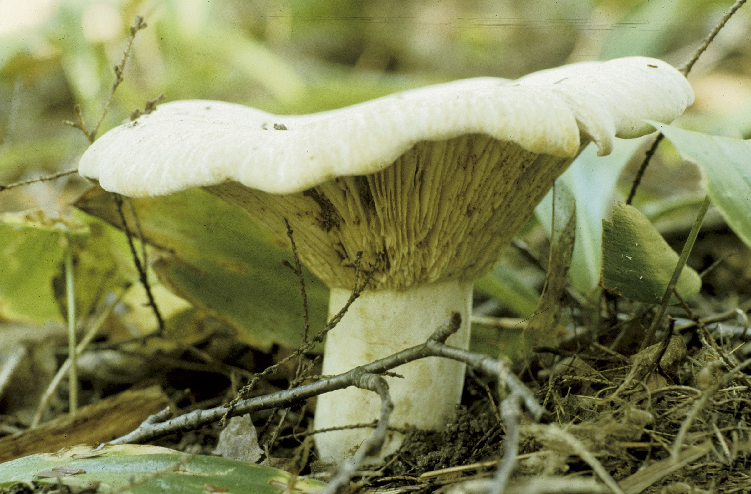 Russula brevipes | Natural Atlas