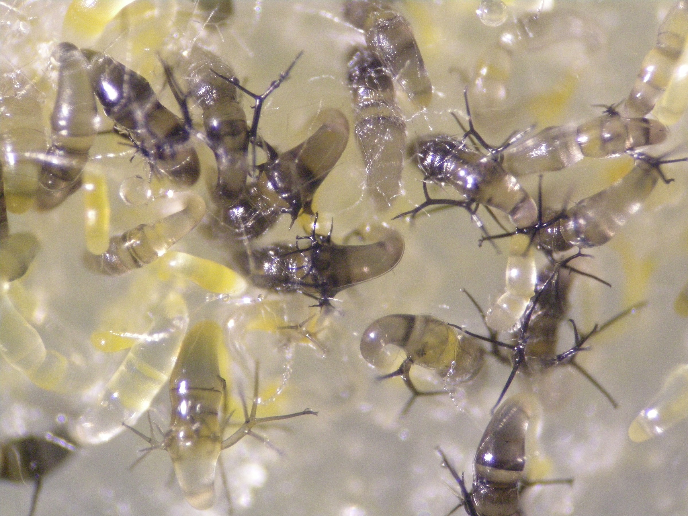 Phycomyces | Natural Atlas