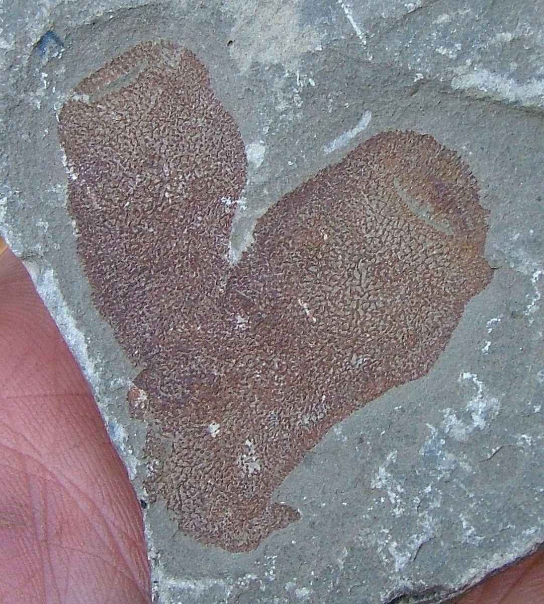 Sponge Fossils | Natural Atlas