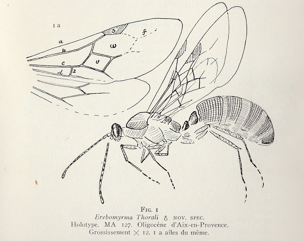 Hymenoptera | Natural Atlas