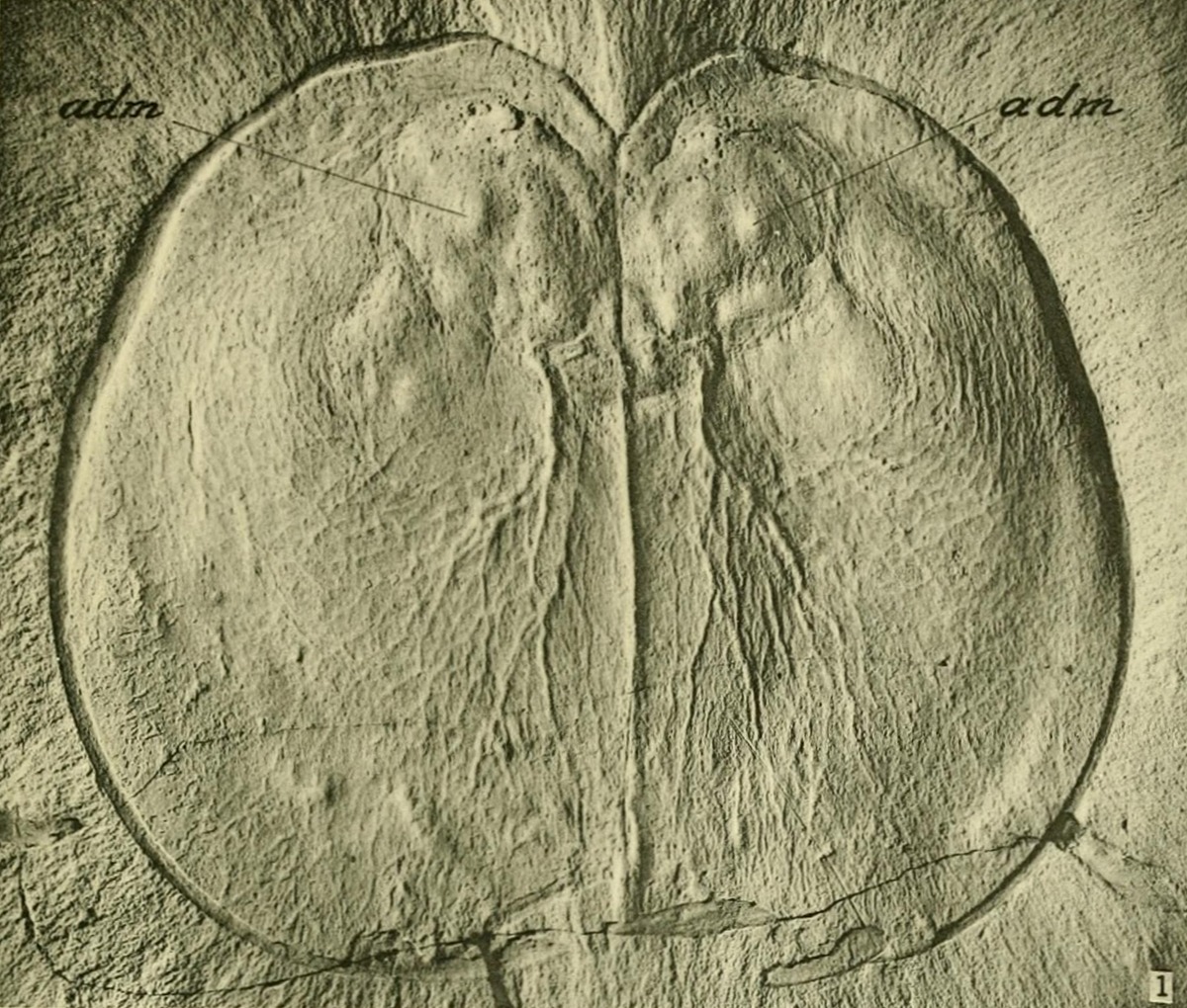 Ostracod Fossil | Natural Atlas