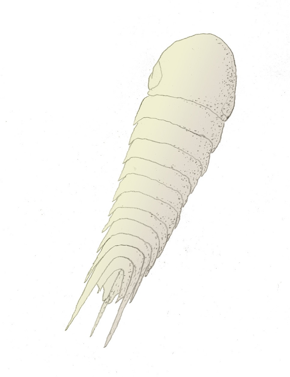 Ostracod Fossil | Natural Atlas