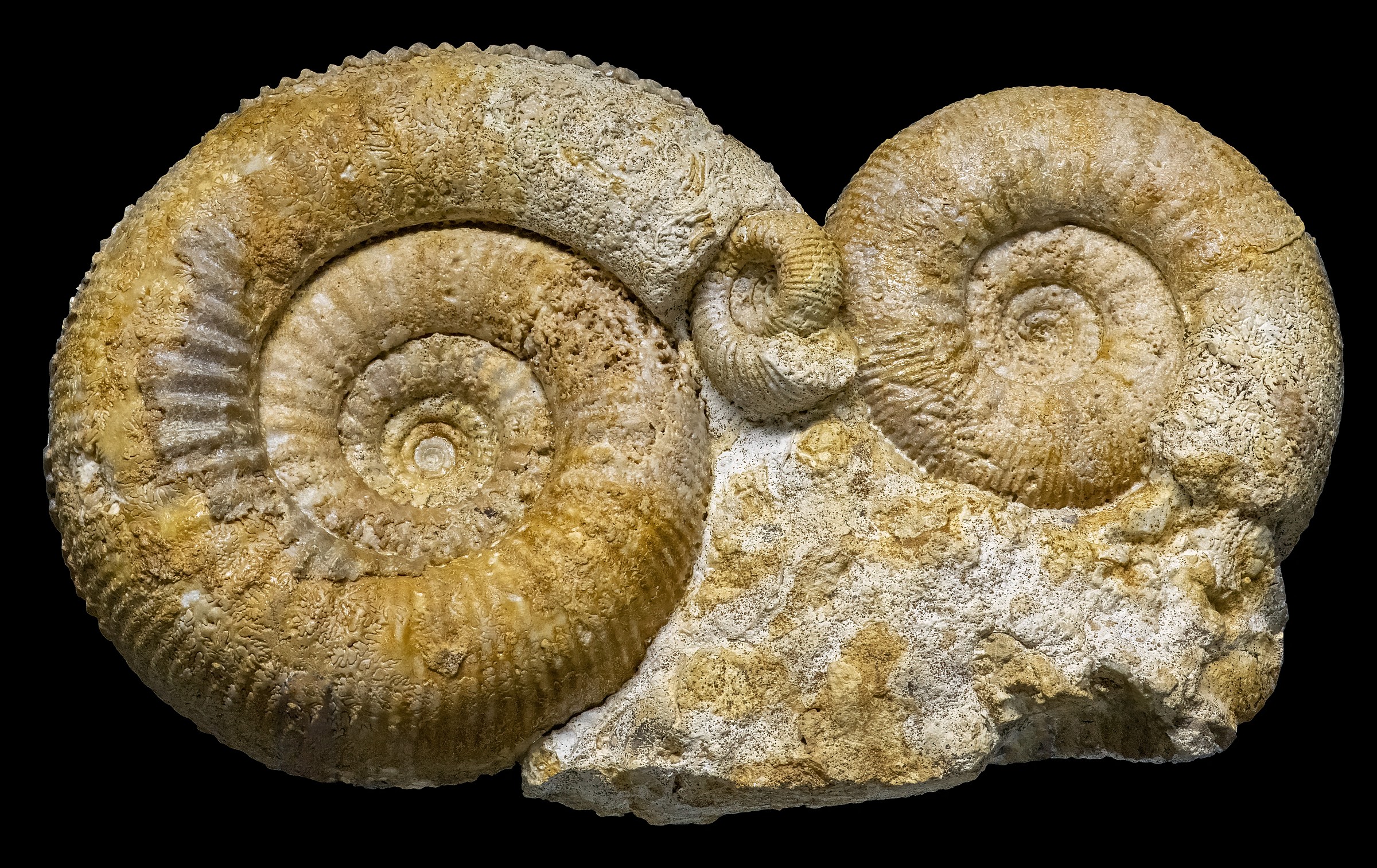 Mollusc Fossils | Natural Atlas