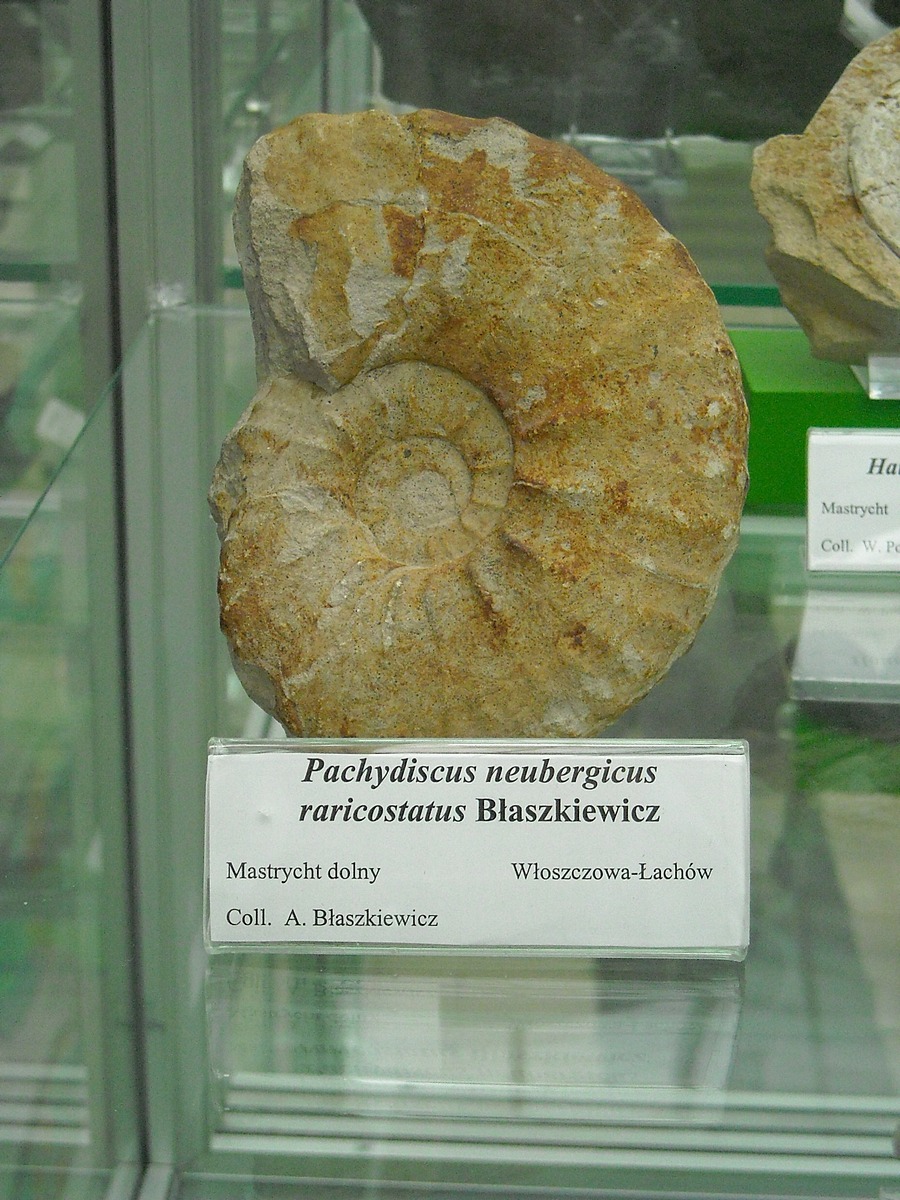 Pachydiscus | Natural Atlas