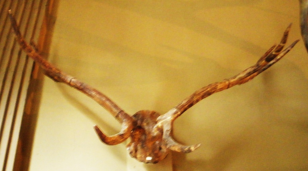 Deer Fossils | Natural Atlas