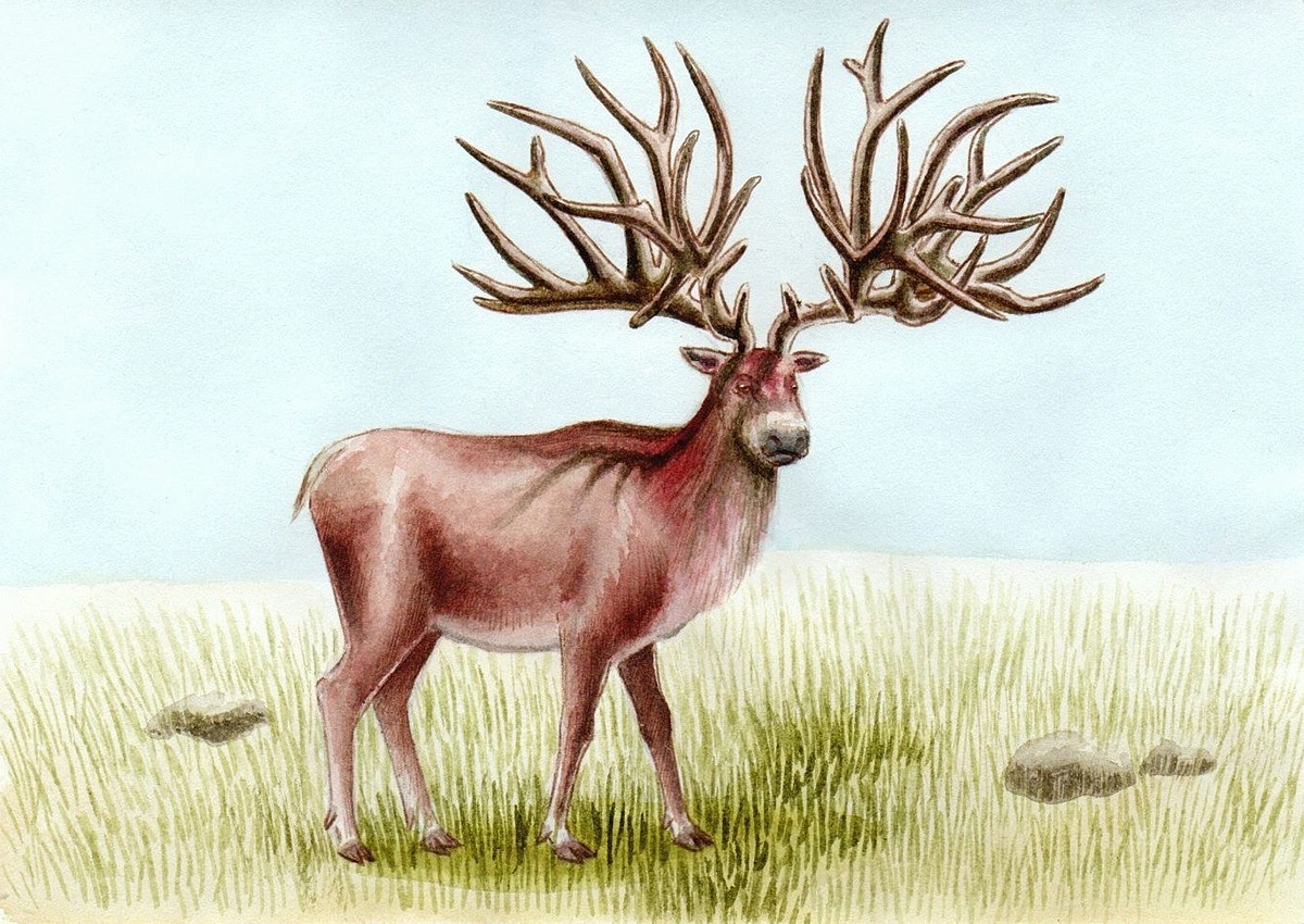 Deer Fossils | Natural Atlas