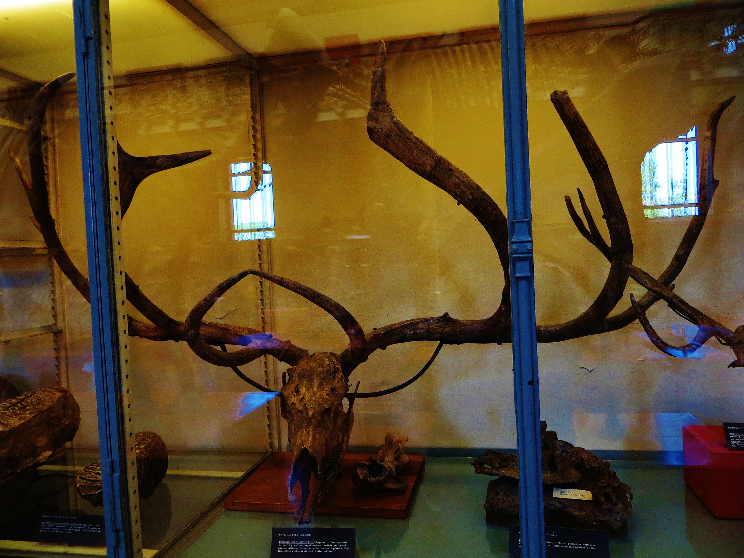 Deer Fossils | Natural Atlas