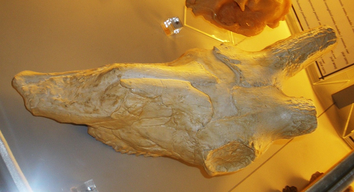 Bovid Fossils | Natural Atlas