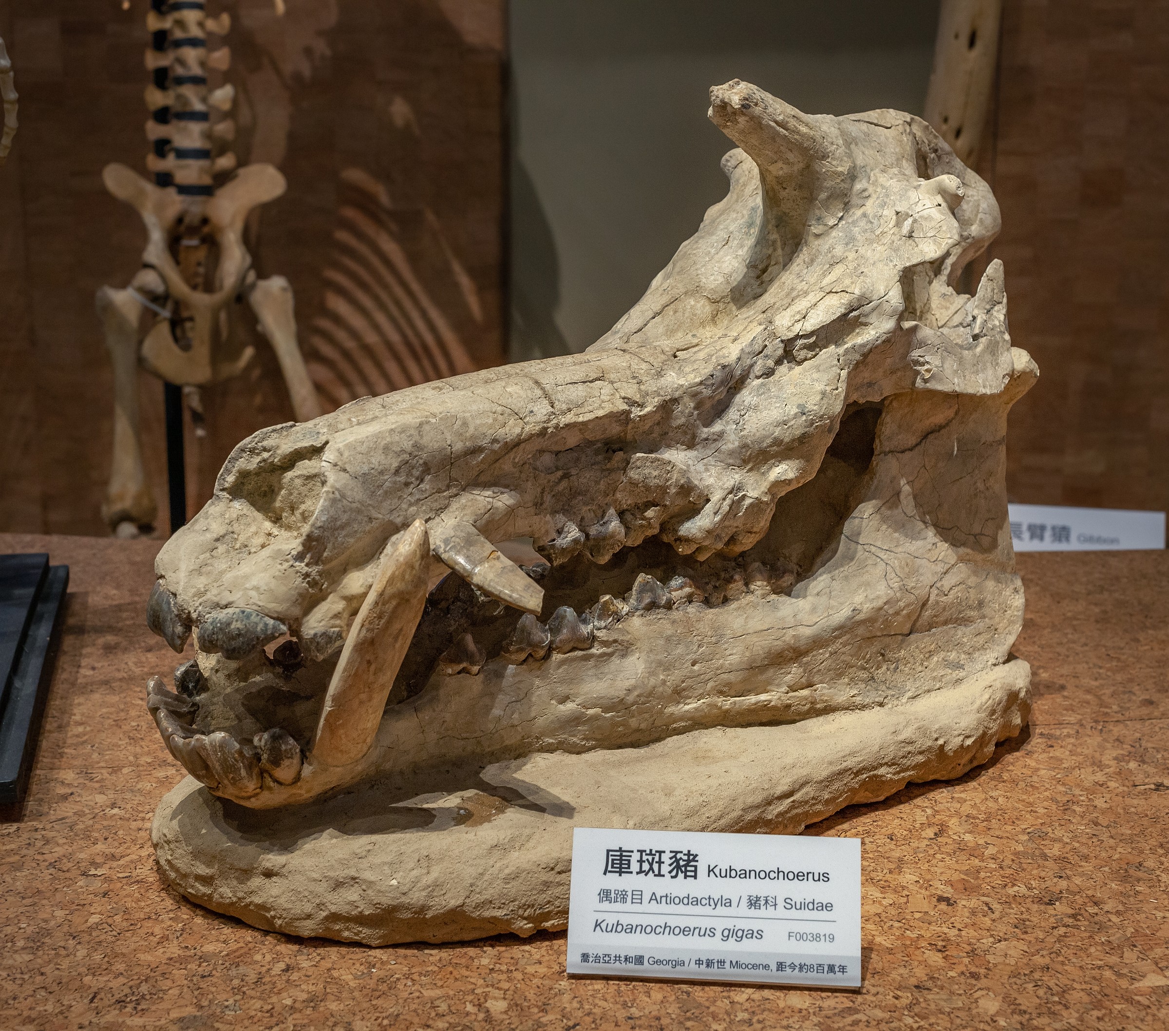 Even-Toed Ungulate Fossil | Natural Atlas