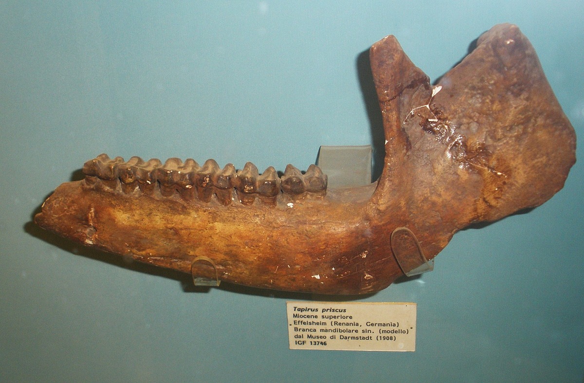 Tapir Fossil | Natural Atlas