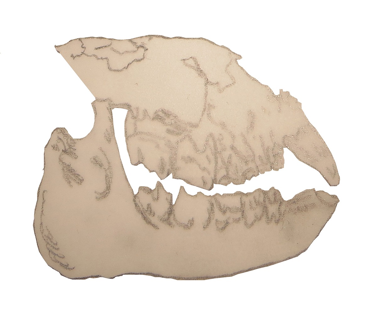 Odd-Toed Ungulate Fossil | Natural Atlas