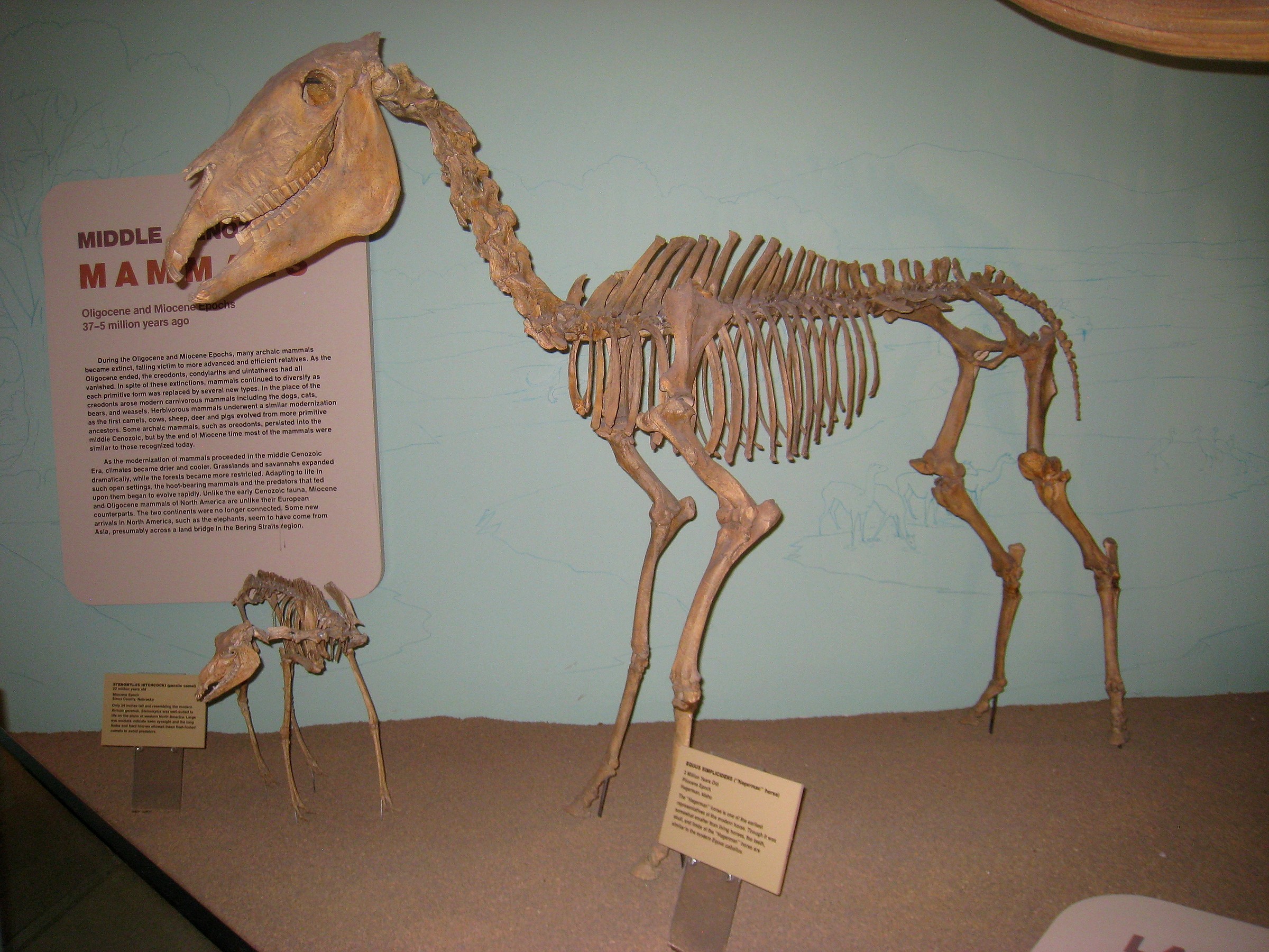 Equus Fossil | Natural Atlas