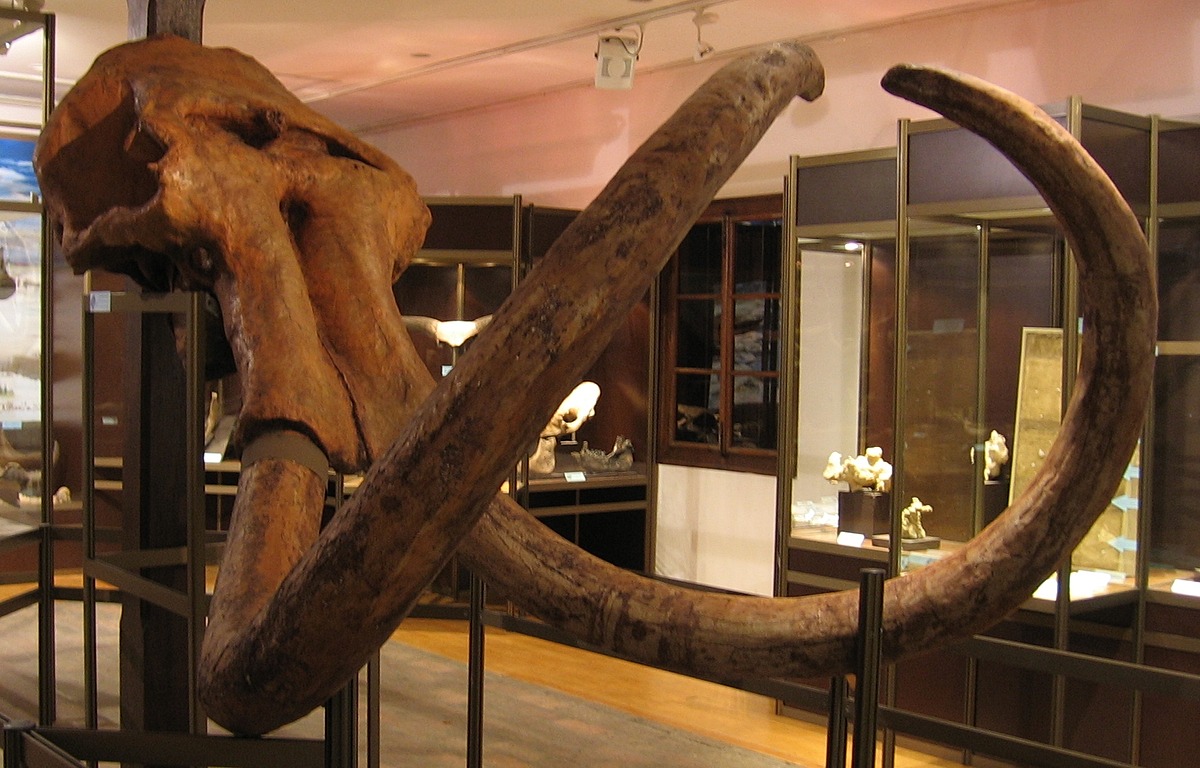 Mammoth | Natural Atlas