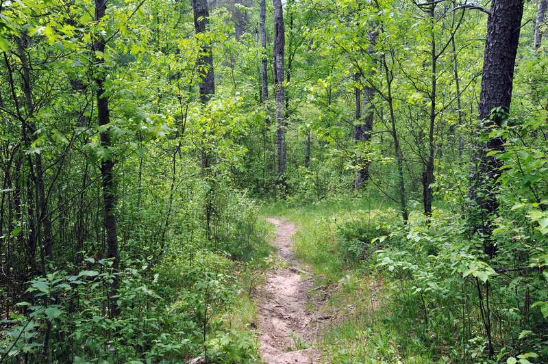 Huron National Forest Map – Natural Atlas