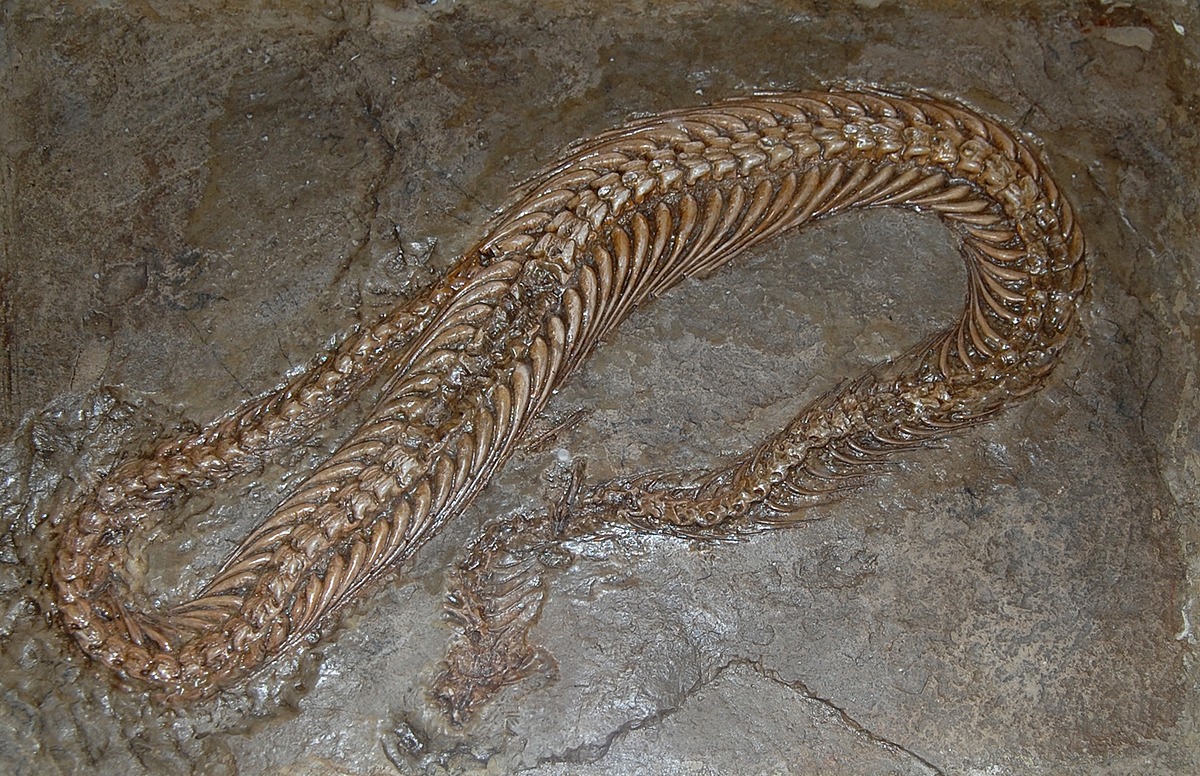 Colubrid Snake Fossils | Natural Atlas