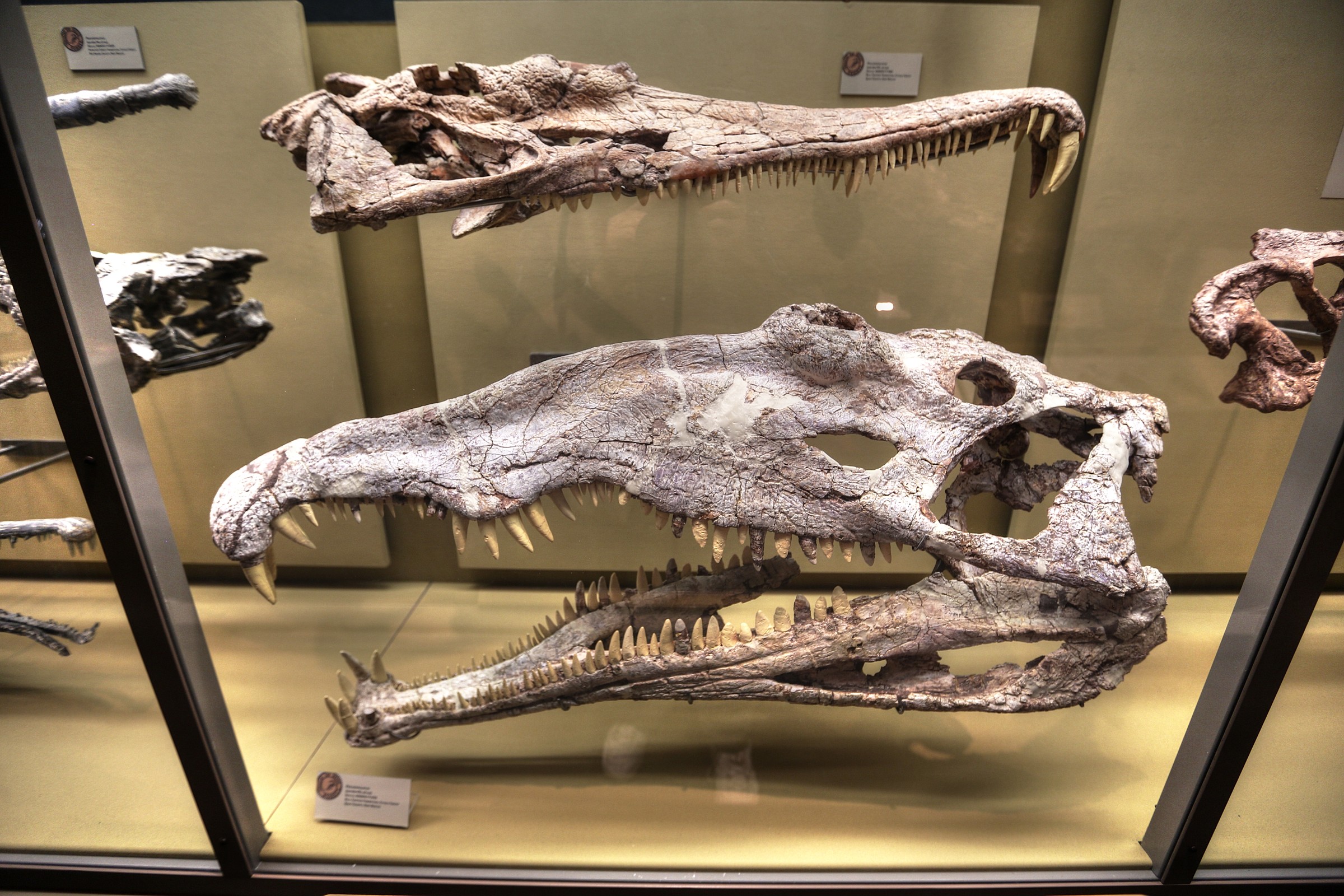 Phytosaur Fossil | Natural Atlas