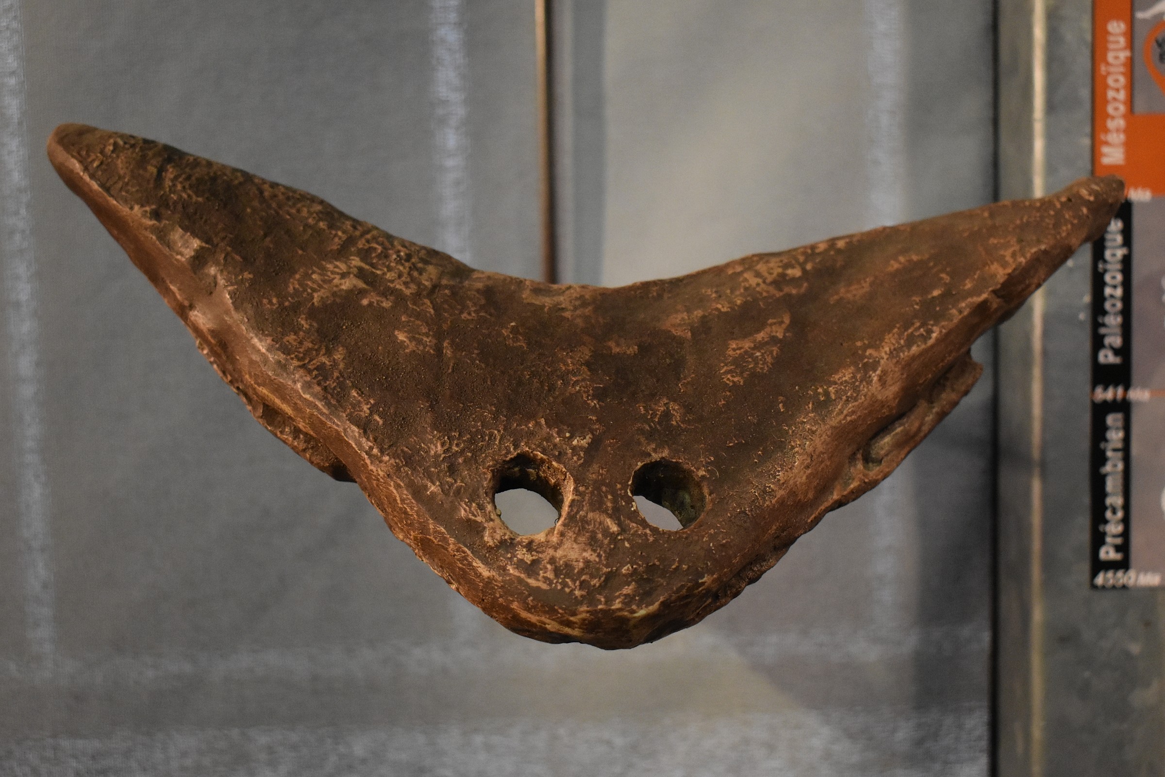 Diplocaulus | Natural Atlas