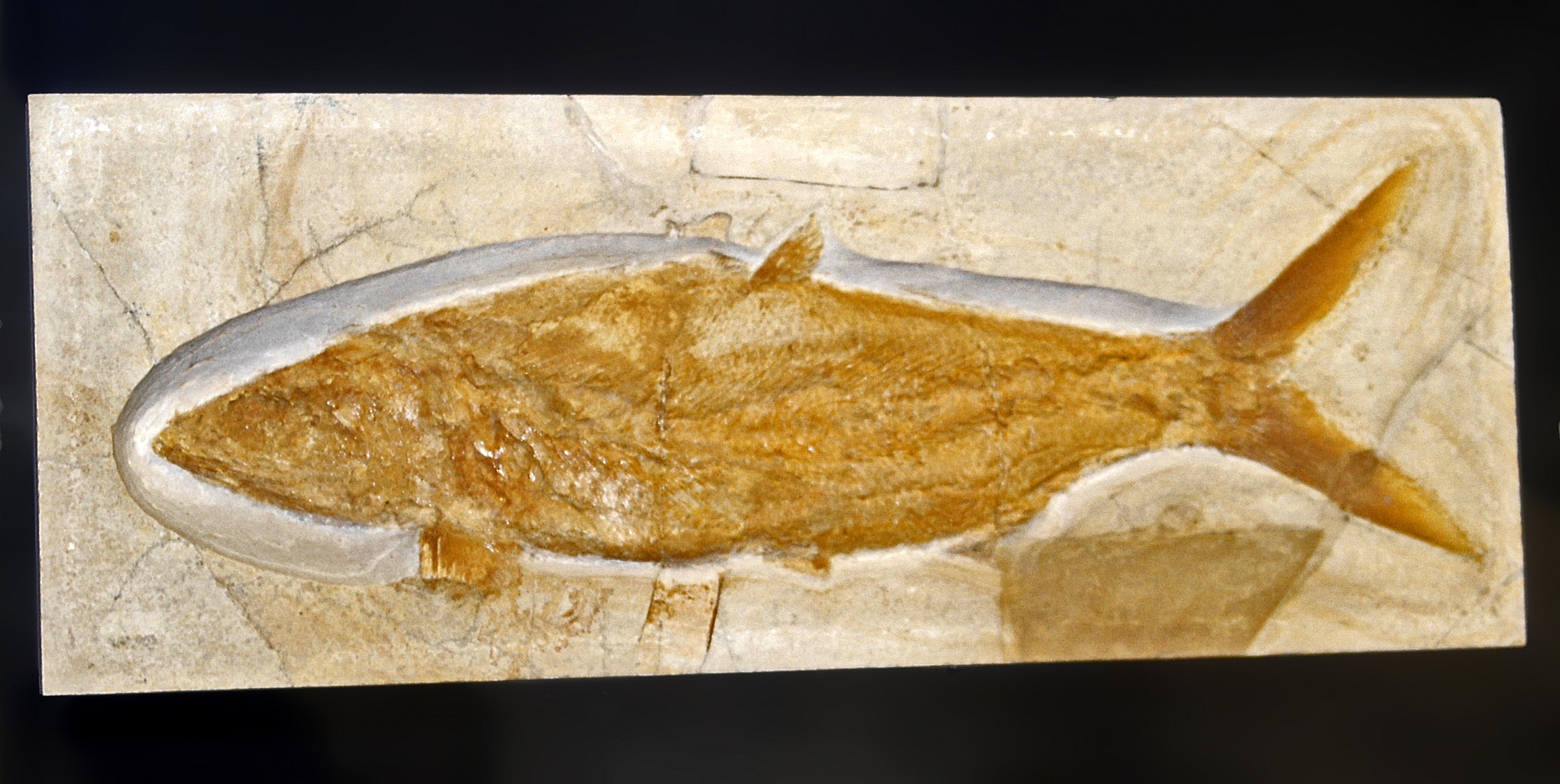 Caturus | Natural Atlas