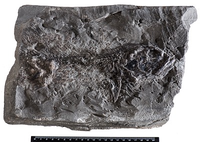 Caturus | Natural Atlas