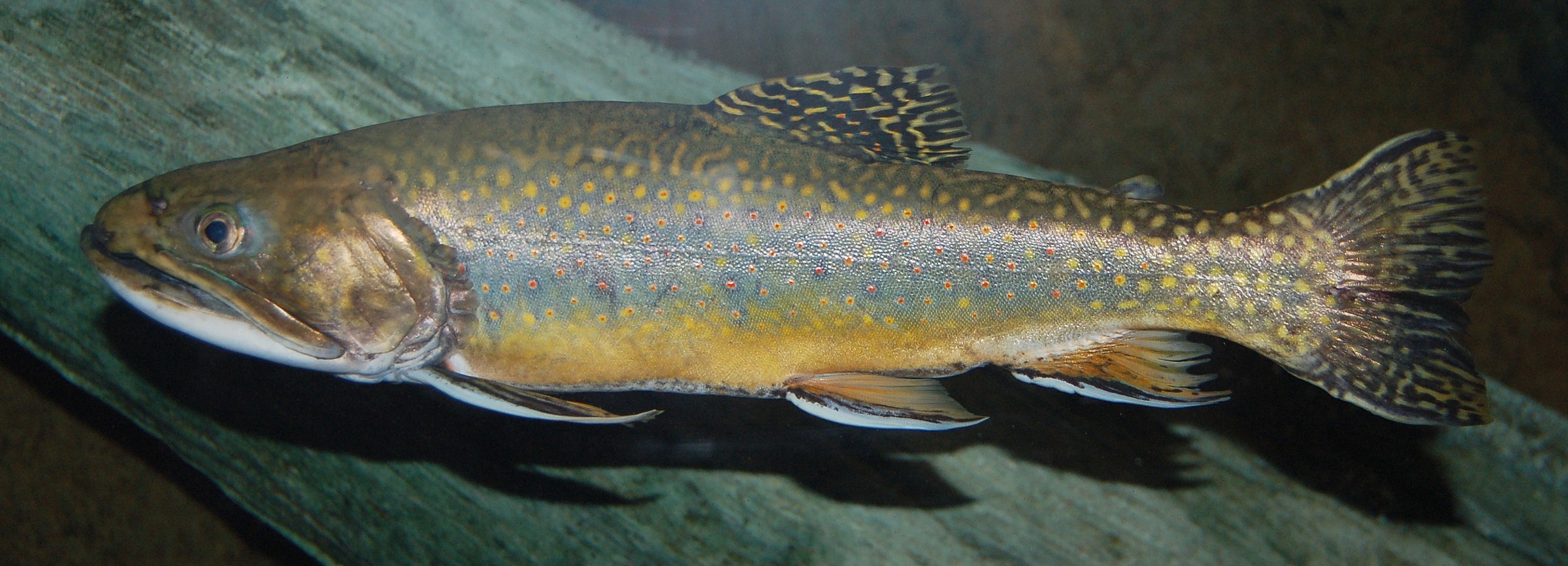 Brook Trout | Natural Atlas
