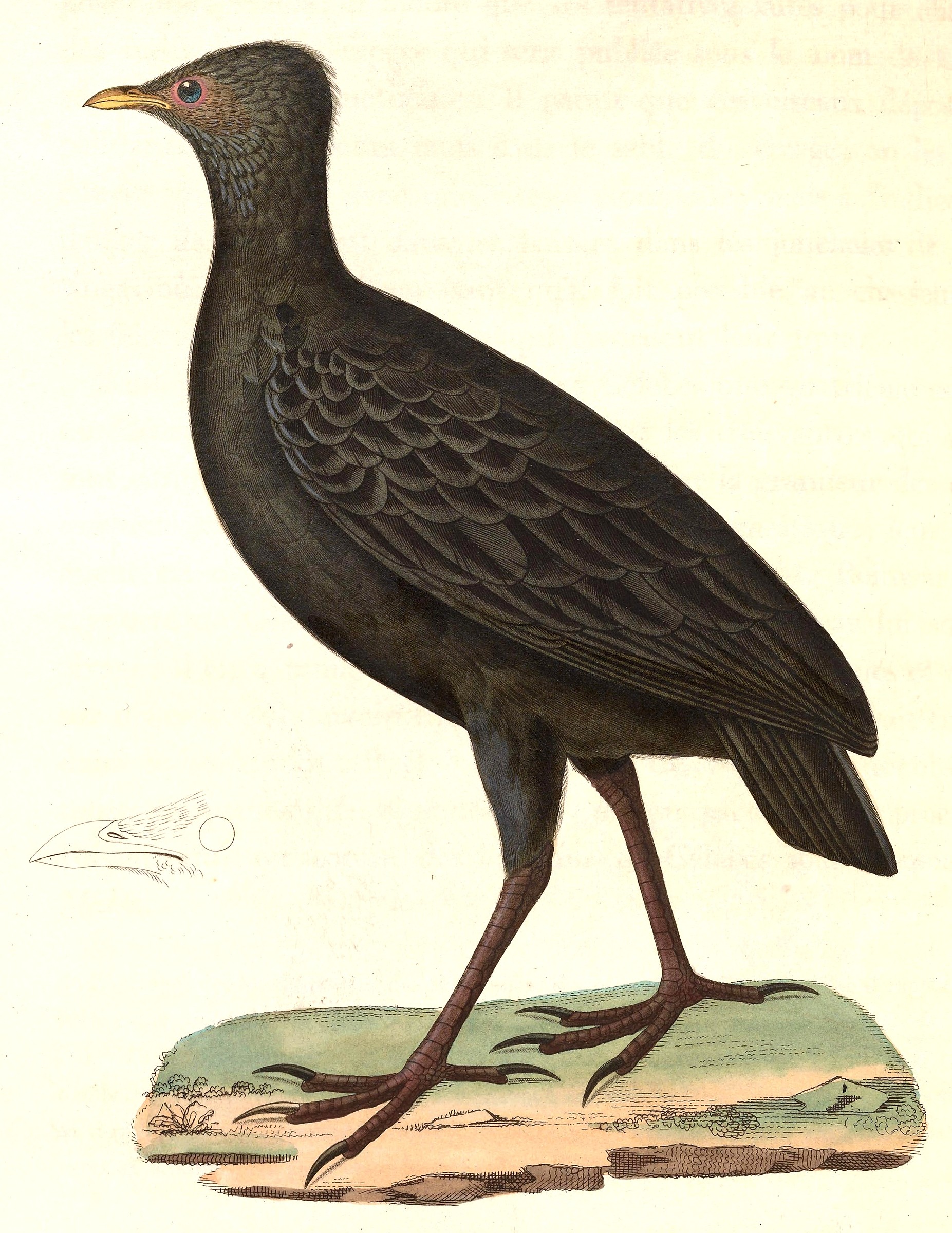 Dusky Megapode | Natural Atlas