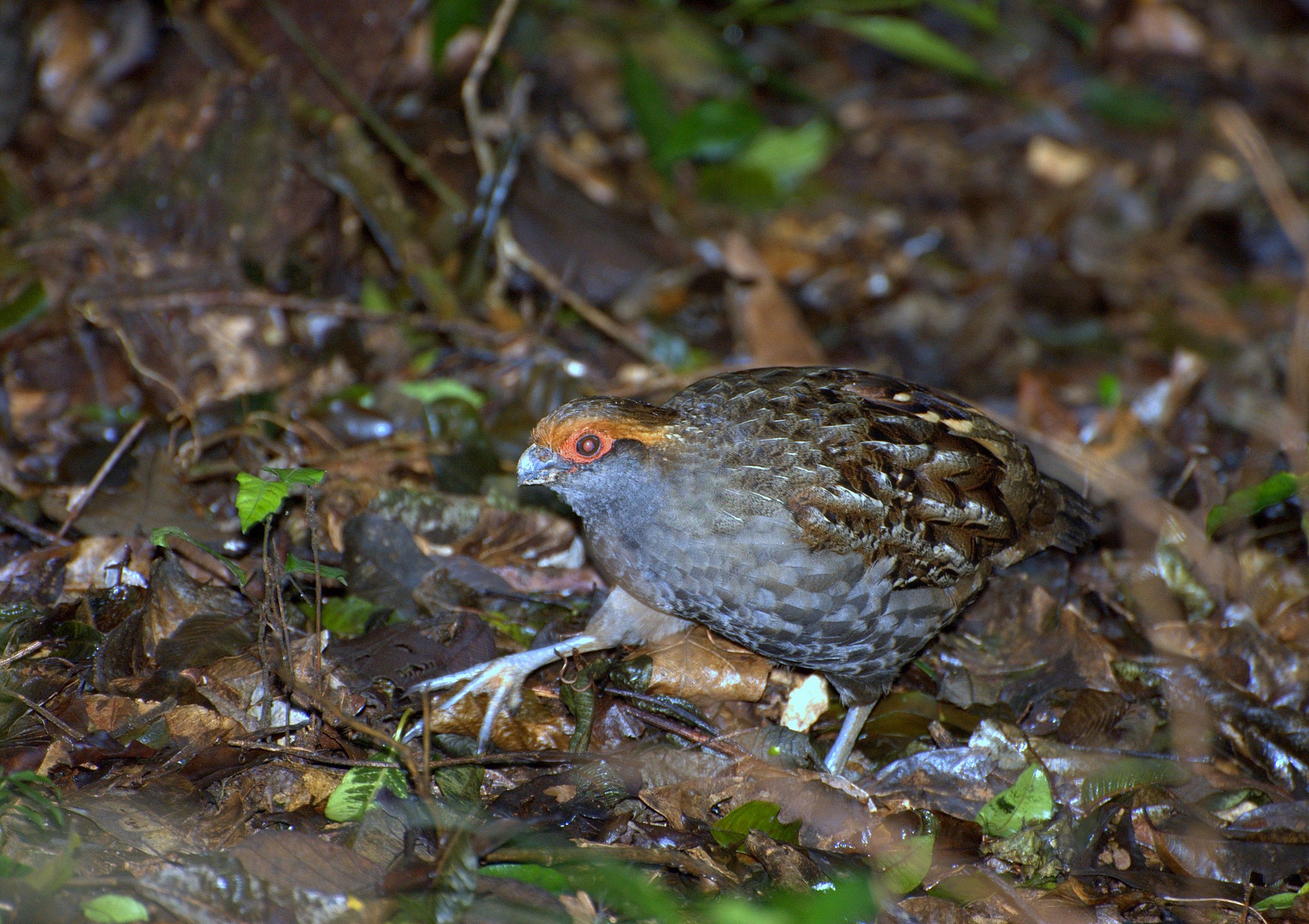 Spot-Winged Wood Quail | Natural Atlas