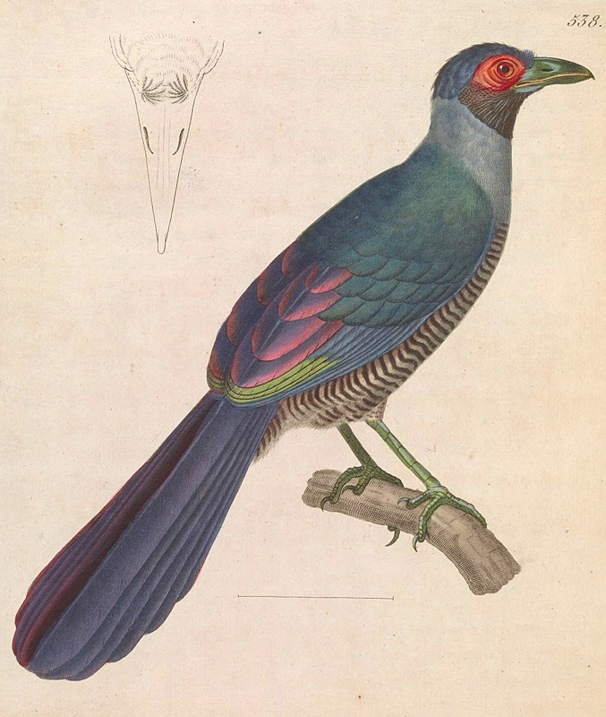 Bornean Ground Cuckoo Natural Atlas 6008