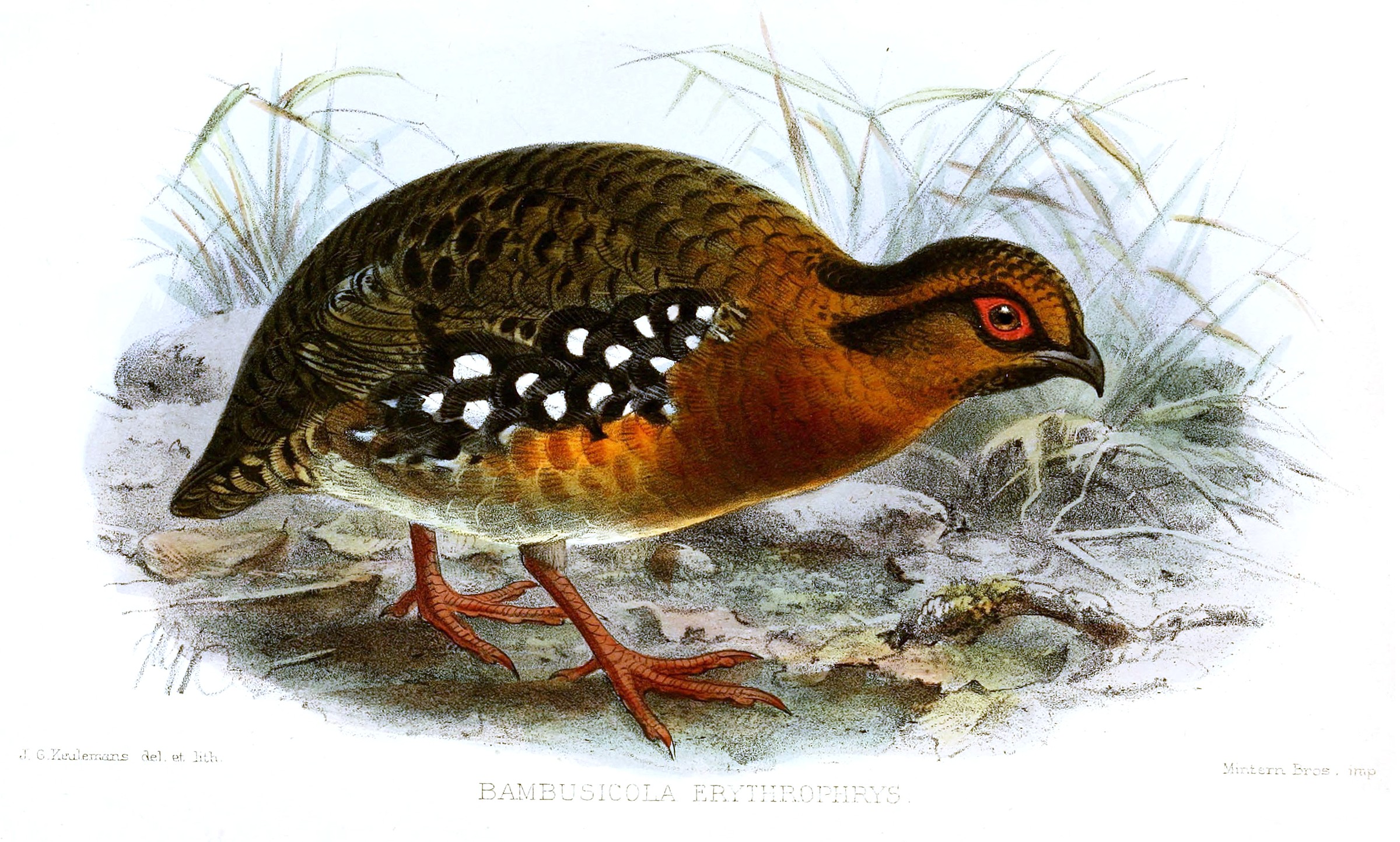 Red-Breasted Partridge | Natural Atlas