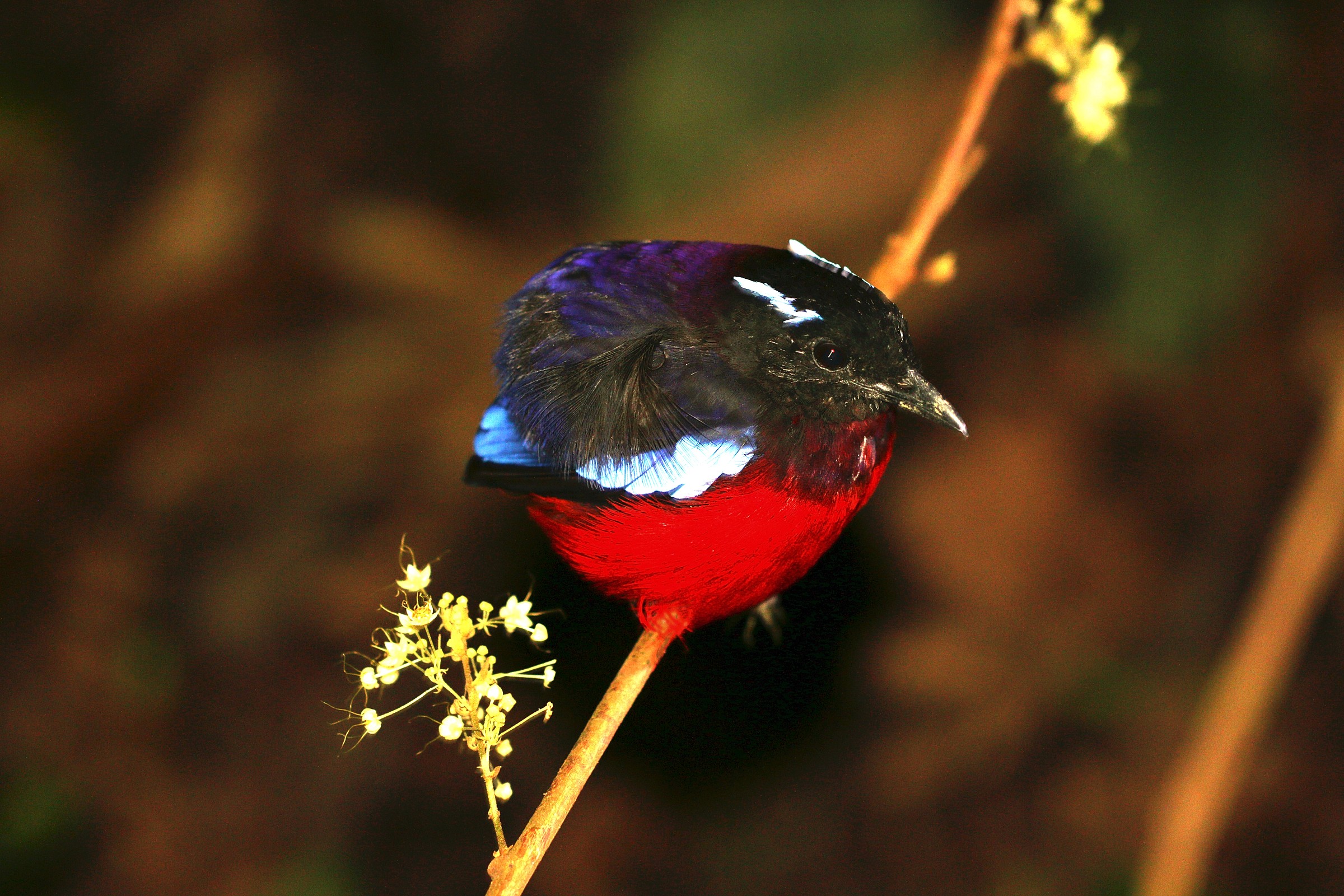 Black-Crowned Pitta | Natural Atlas