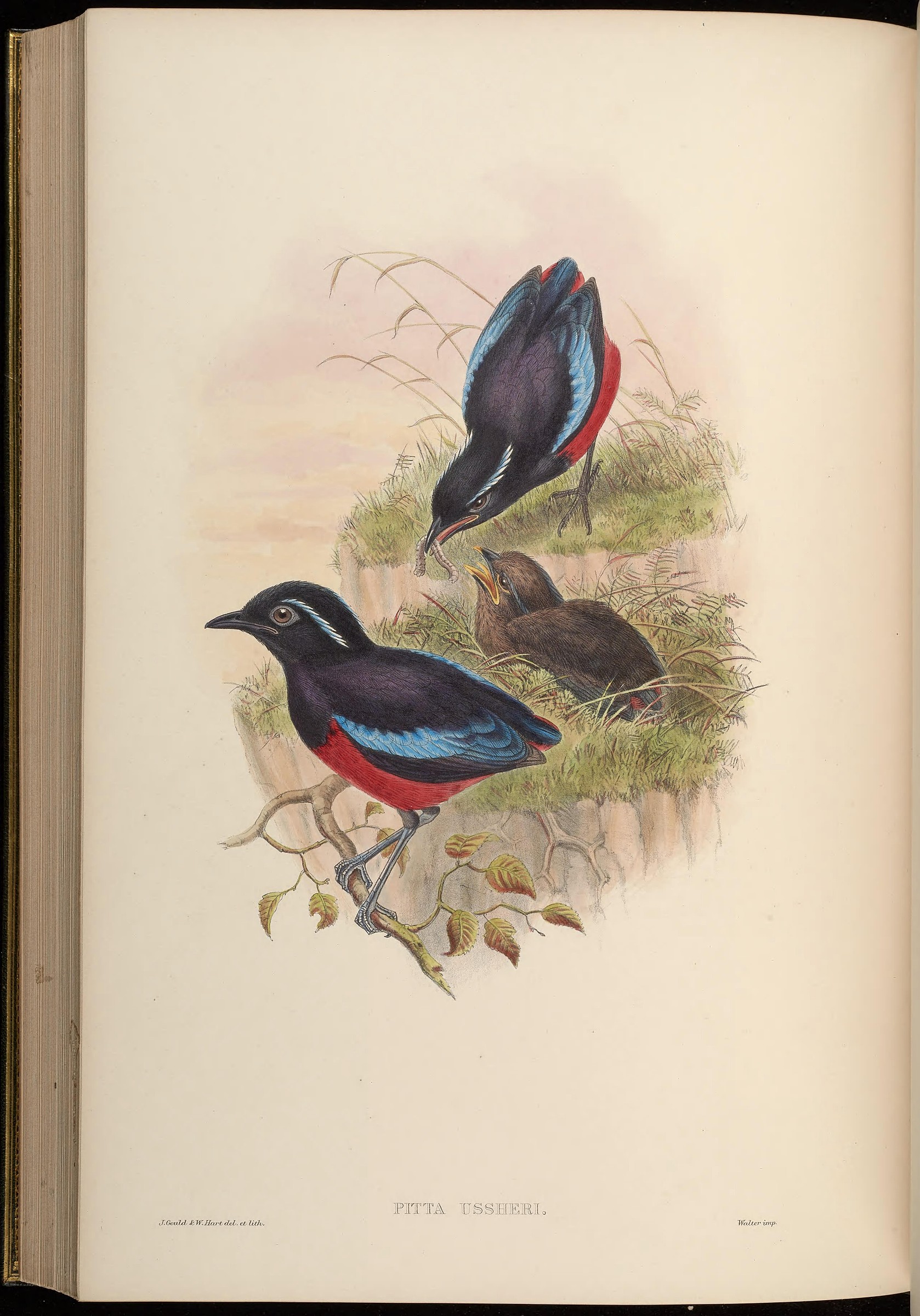 Black-Crowned Pitta | Natural Atlas