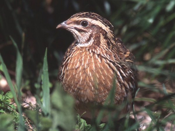 Common Quail | Natural Atlas