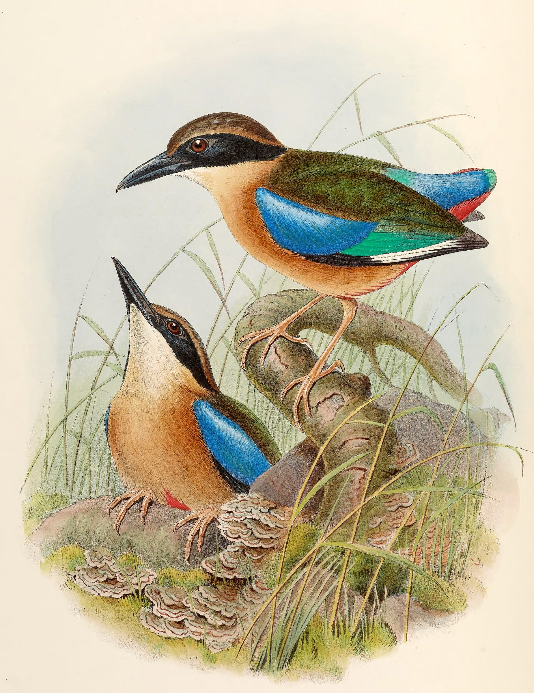 Mangrove Pitta | Natural Atlas