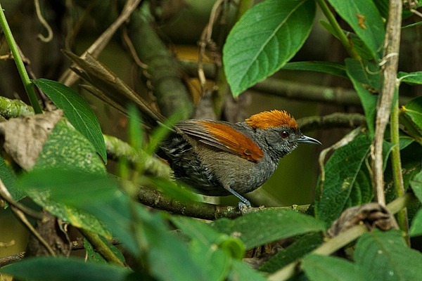 Slaty Spinetail | Natural Atlas