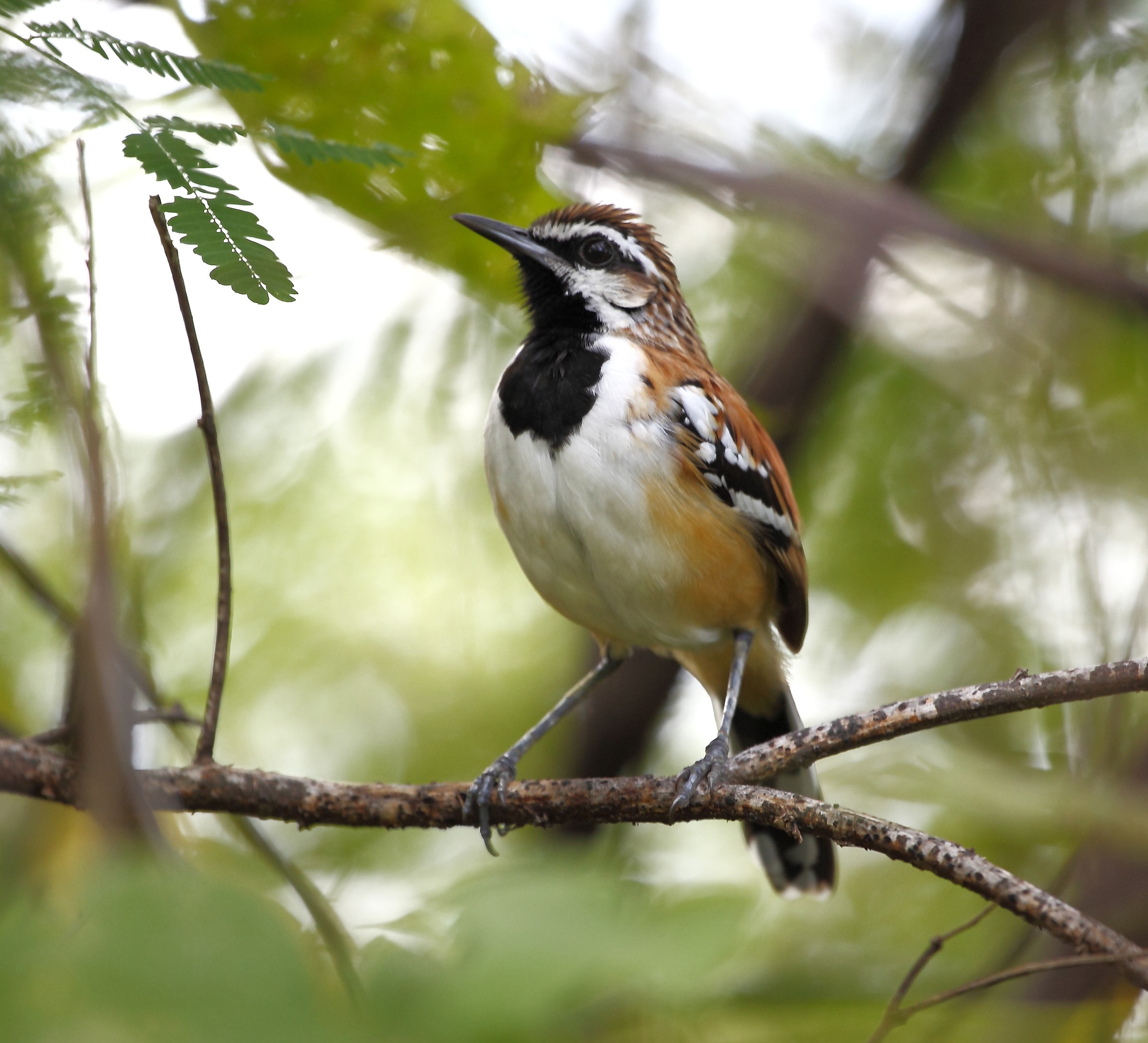 Stripe-Backed Antbird | Natural Atlas