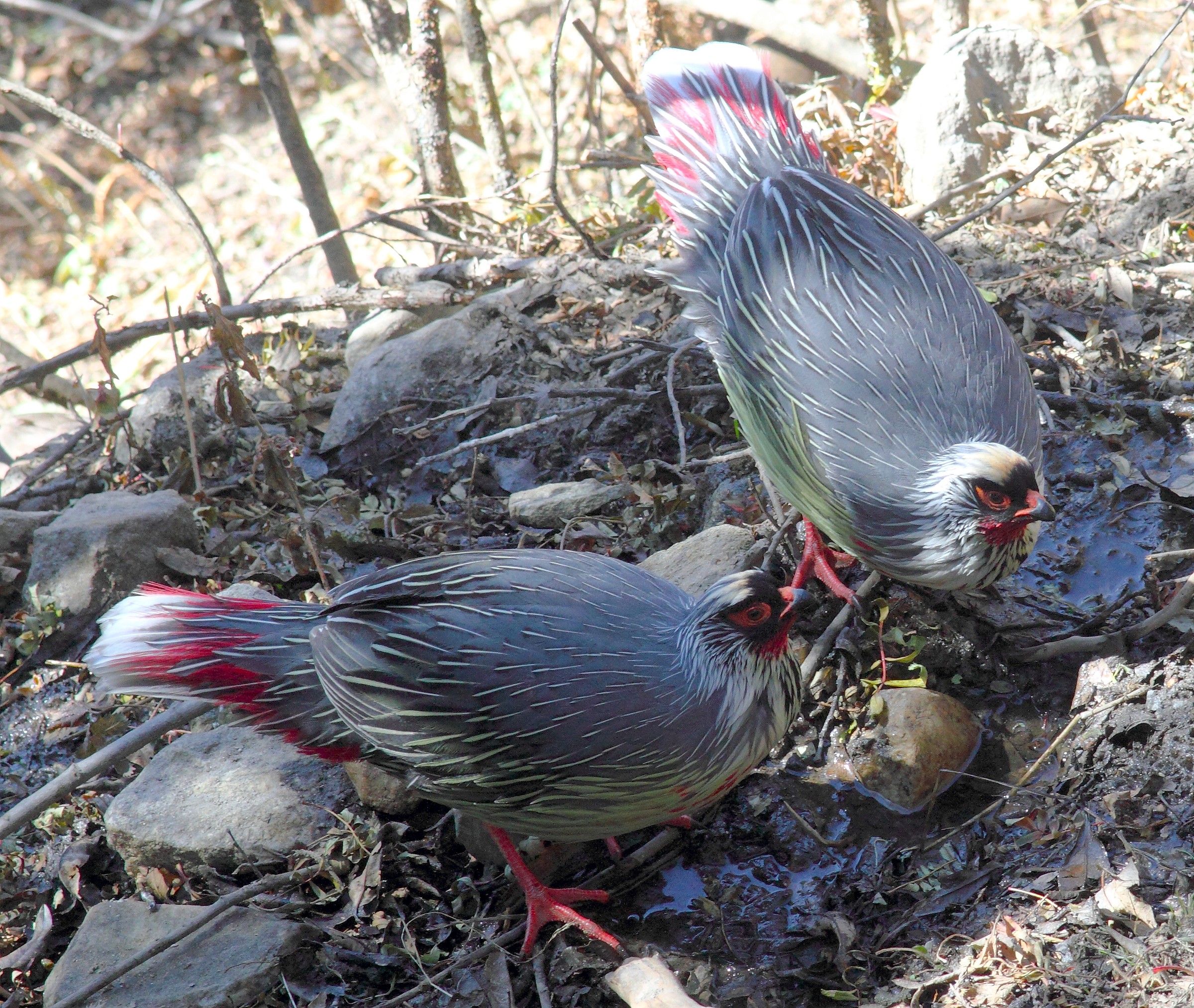 Blood Pheasant | Natural Atlas