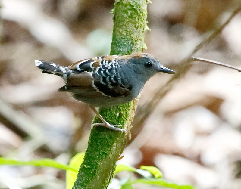 Xingu Scale-Backed Antbird | Natural Atlas