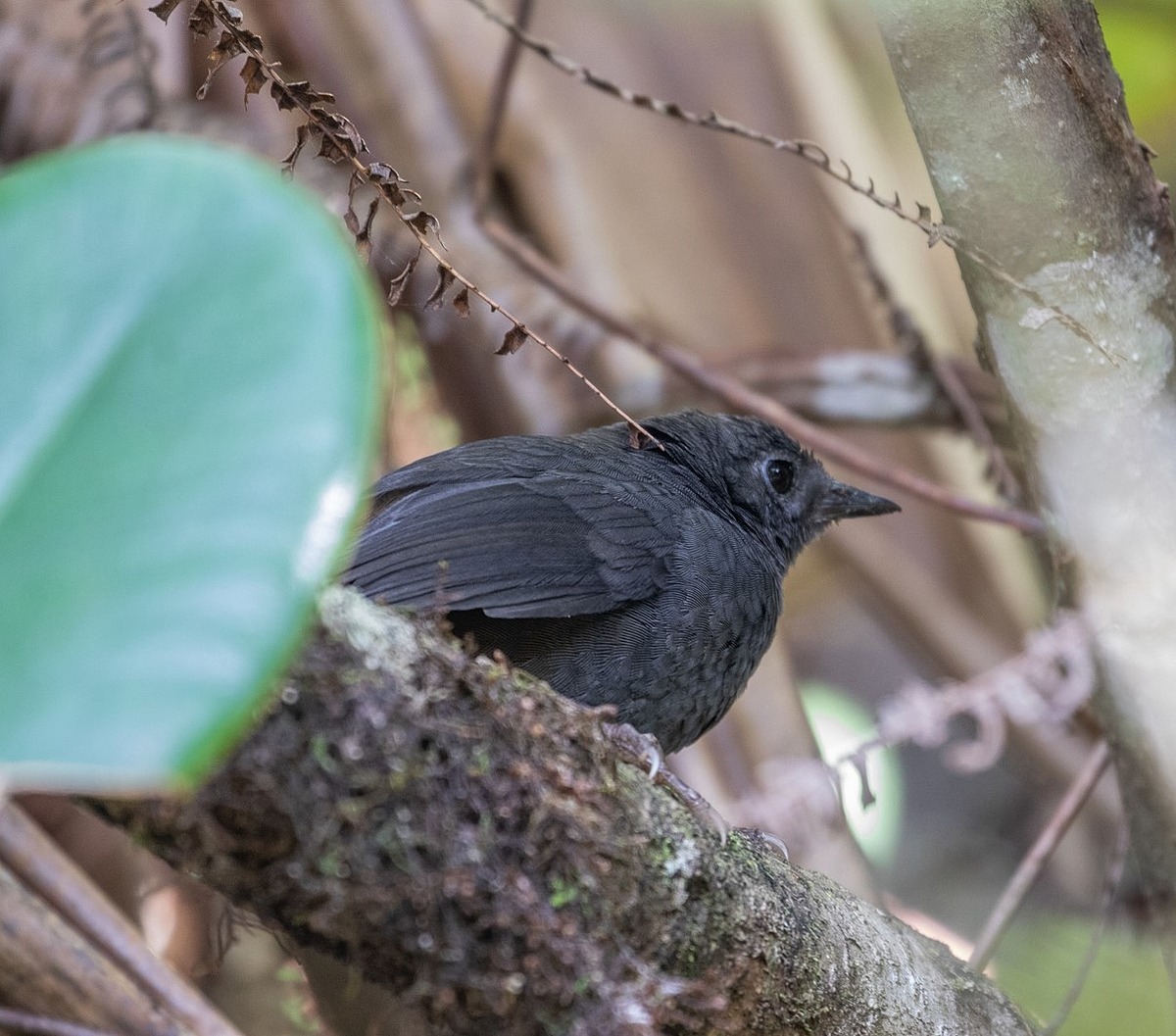 Brown-Rumped Tapaculo | Natural Atlas
