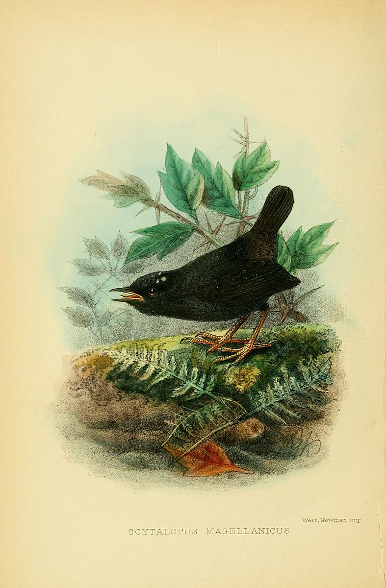 Magellanic Tapaculo | Natural Atlas