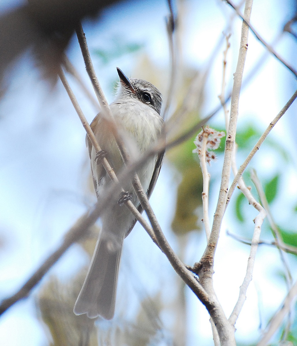 Flammulated Flycatcher | Natural Atlas